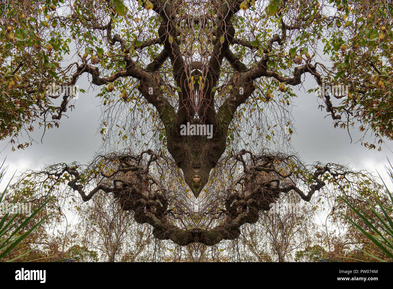 Geometric pattern created by the twisted branches of a tree Stock Photo ...