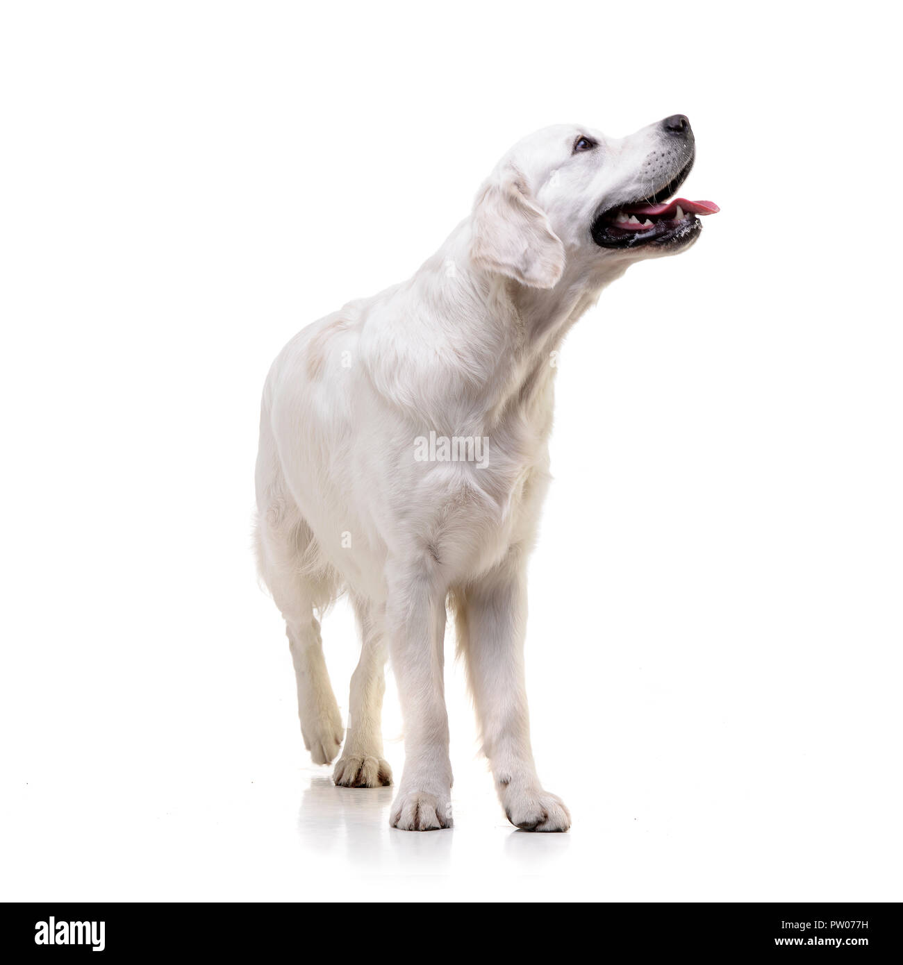 Golden retriever standing hi-res stock photography and images - Alamy