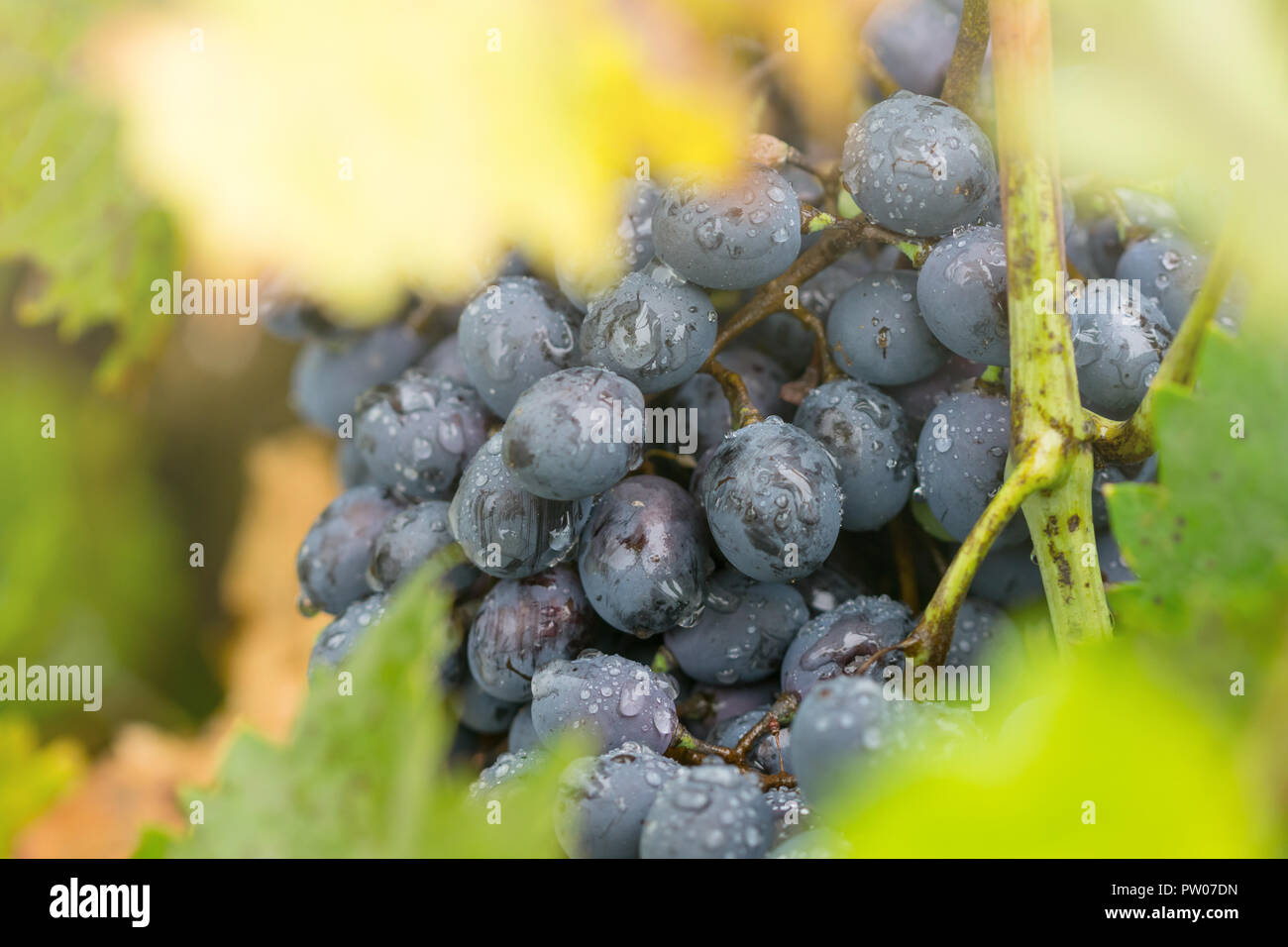 Purple rain vineyard hi-res stock photography and images - Alamy