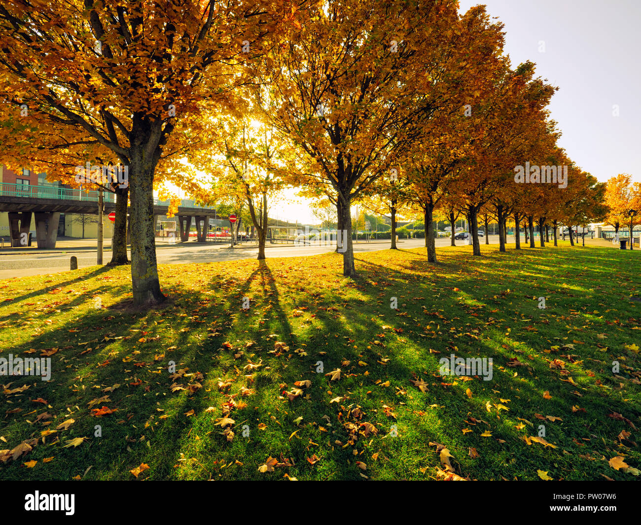 autumn tree against sun light,Belfast,Northern Ireland Stock Photo - Alamy
