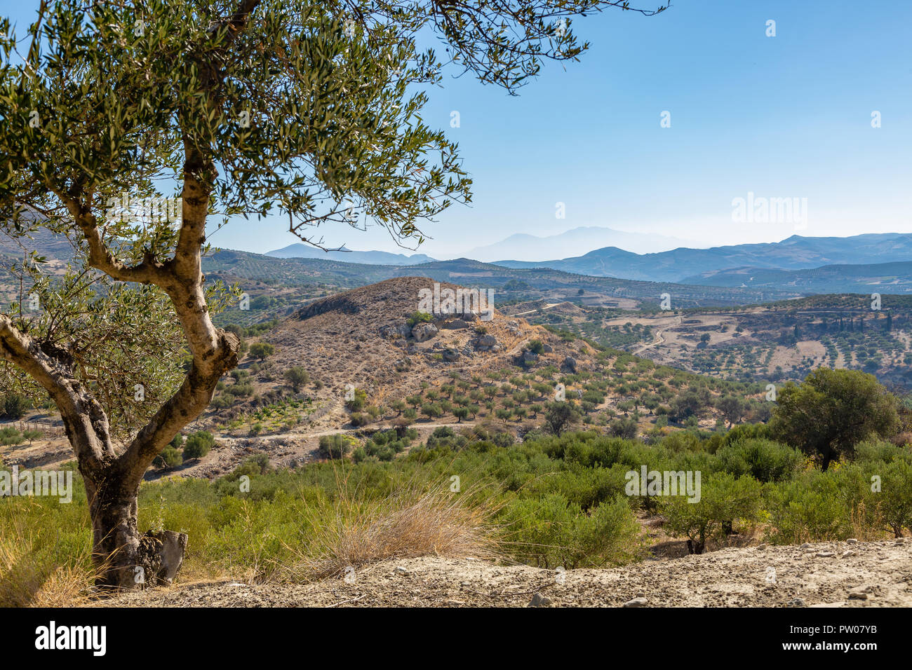 Olive planting in the mountains, Crete island, Greece Stock Photo - Alamy