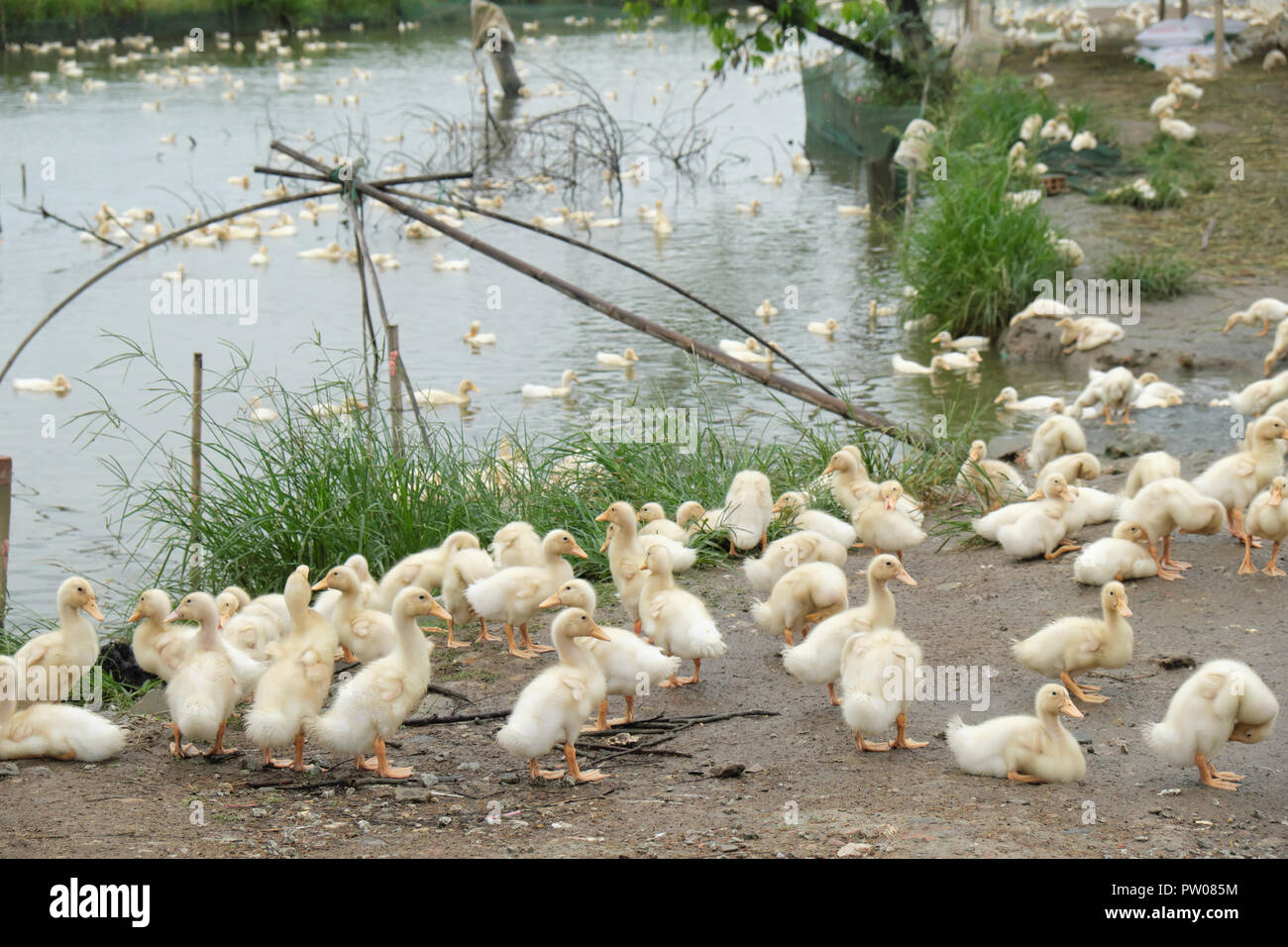 Near Hue, Vietnam - ducklings on a duck farm a few miles outside the ...