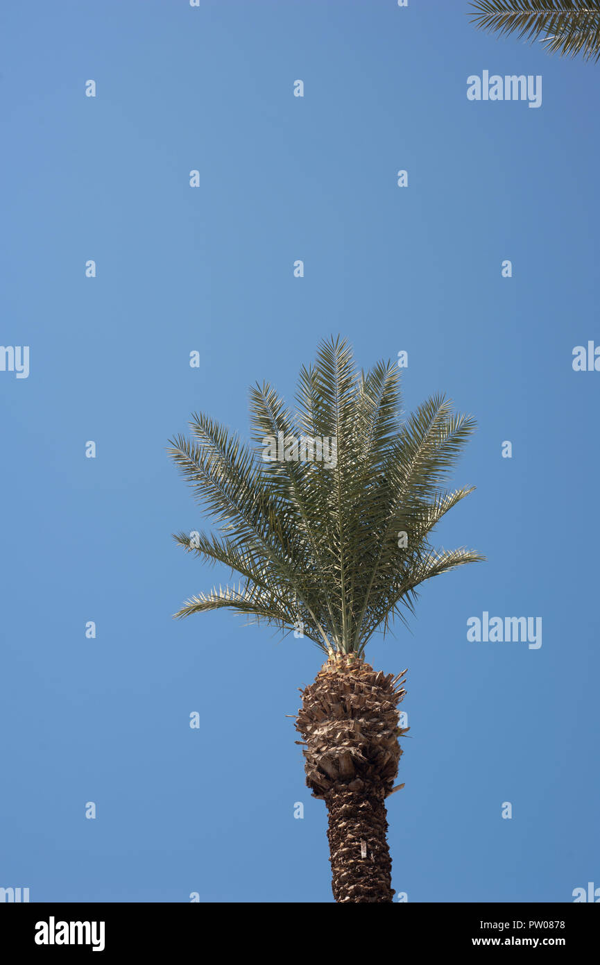 Pruning palm tree hi-res stock photography and images - Alamy