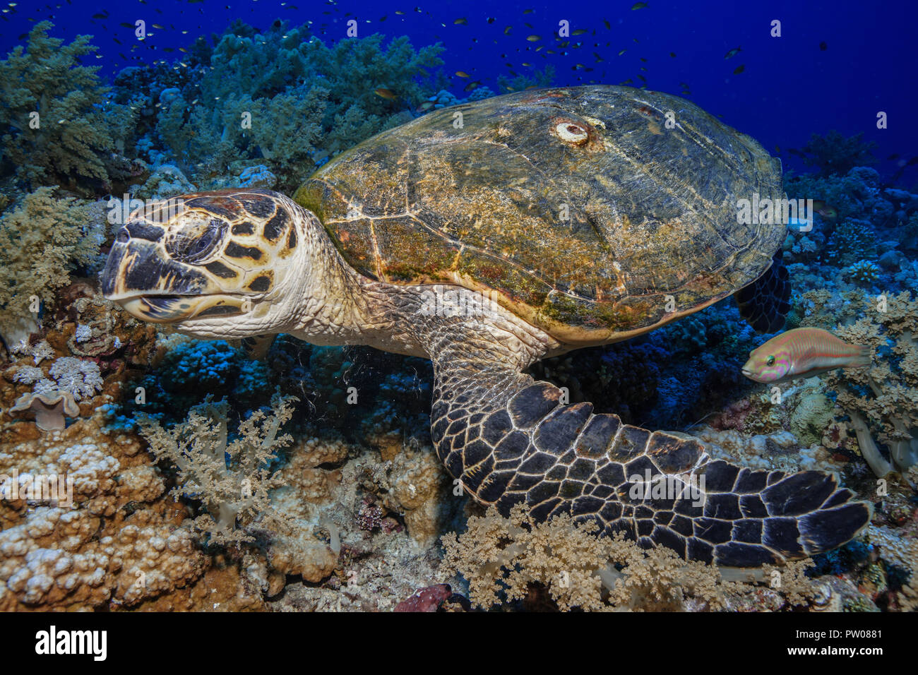 Turtle at the Red Sea Stock Photo - Alamy