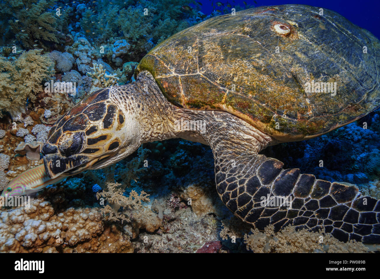 Turtle at the Red Sea Stock Photo - Alamy