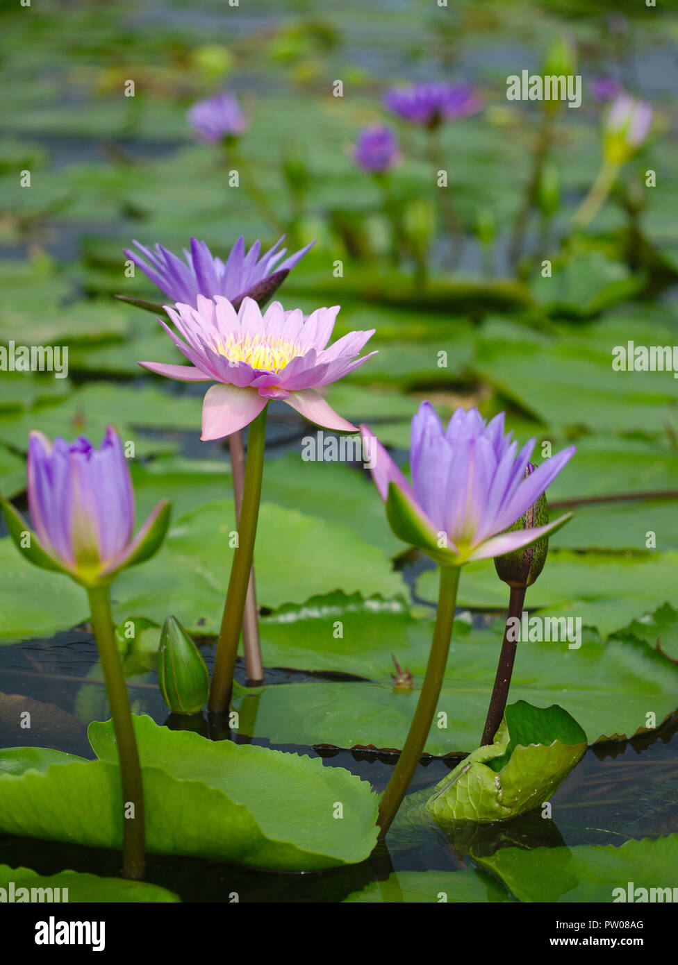 water lilly portrait Stock Photo - Alamy