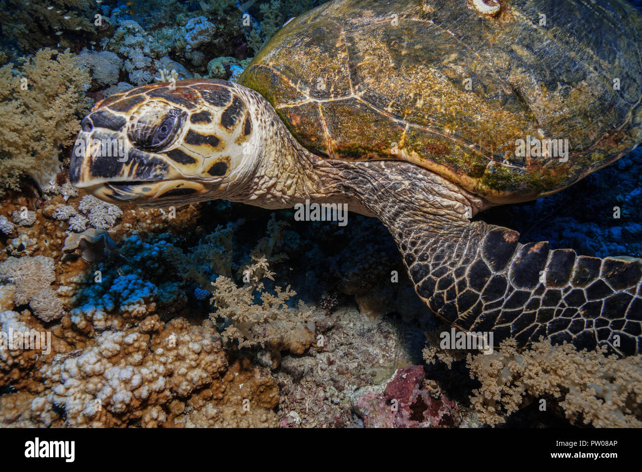 Turtle at the Red Sea Stock Photo - Alamy