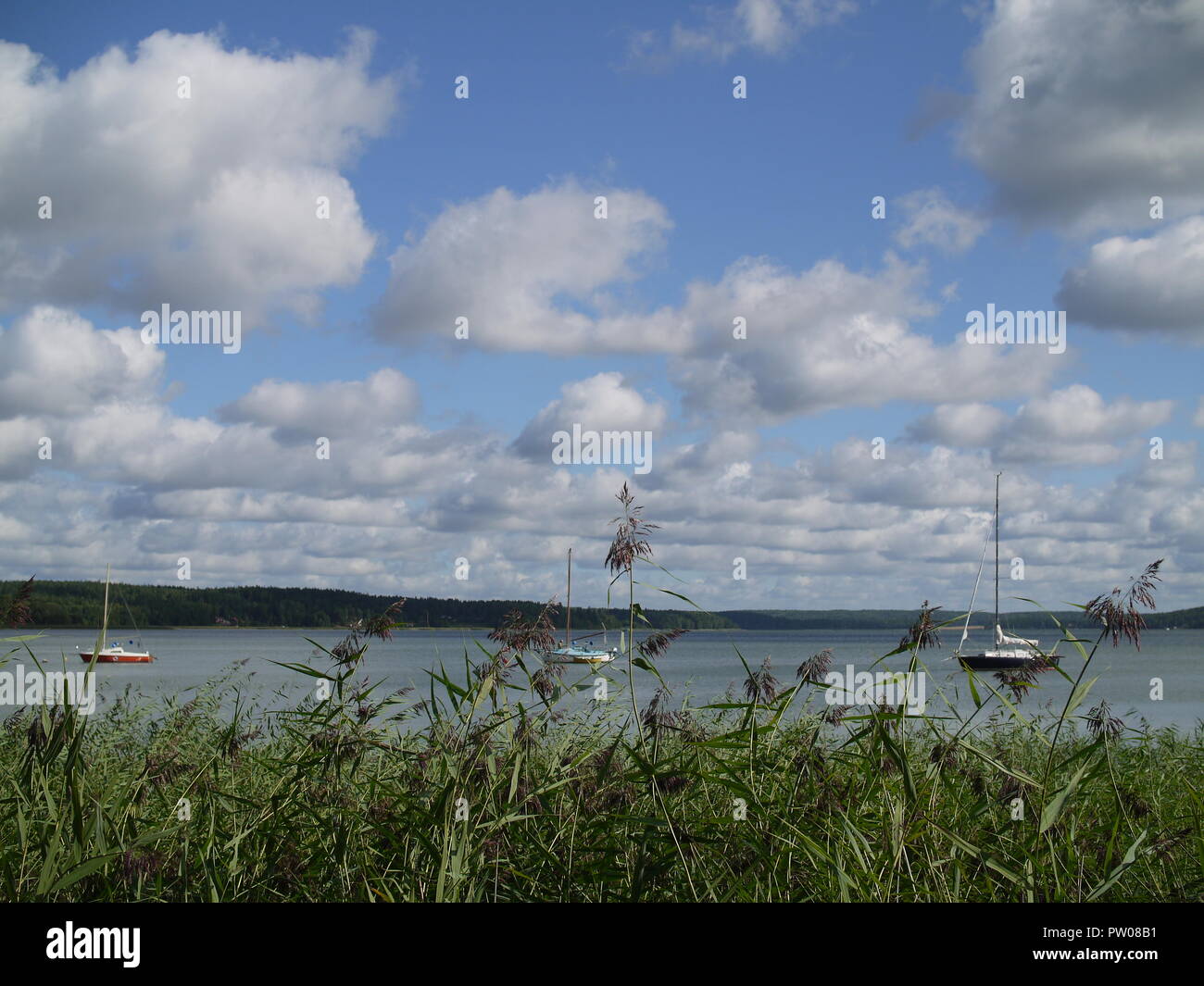Swedish Summer Landscape with lake and gras Stock Photo - Alamy