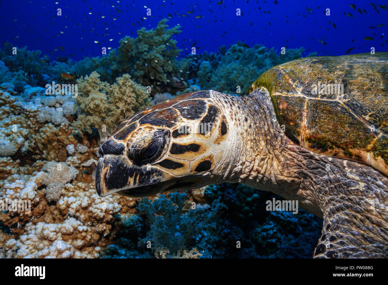 Turtle at the Red Sea Stock Photo - Alamy