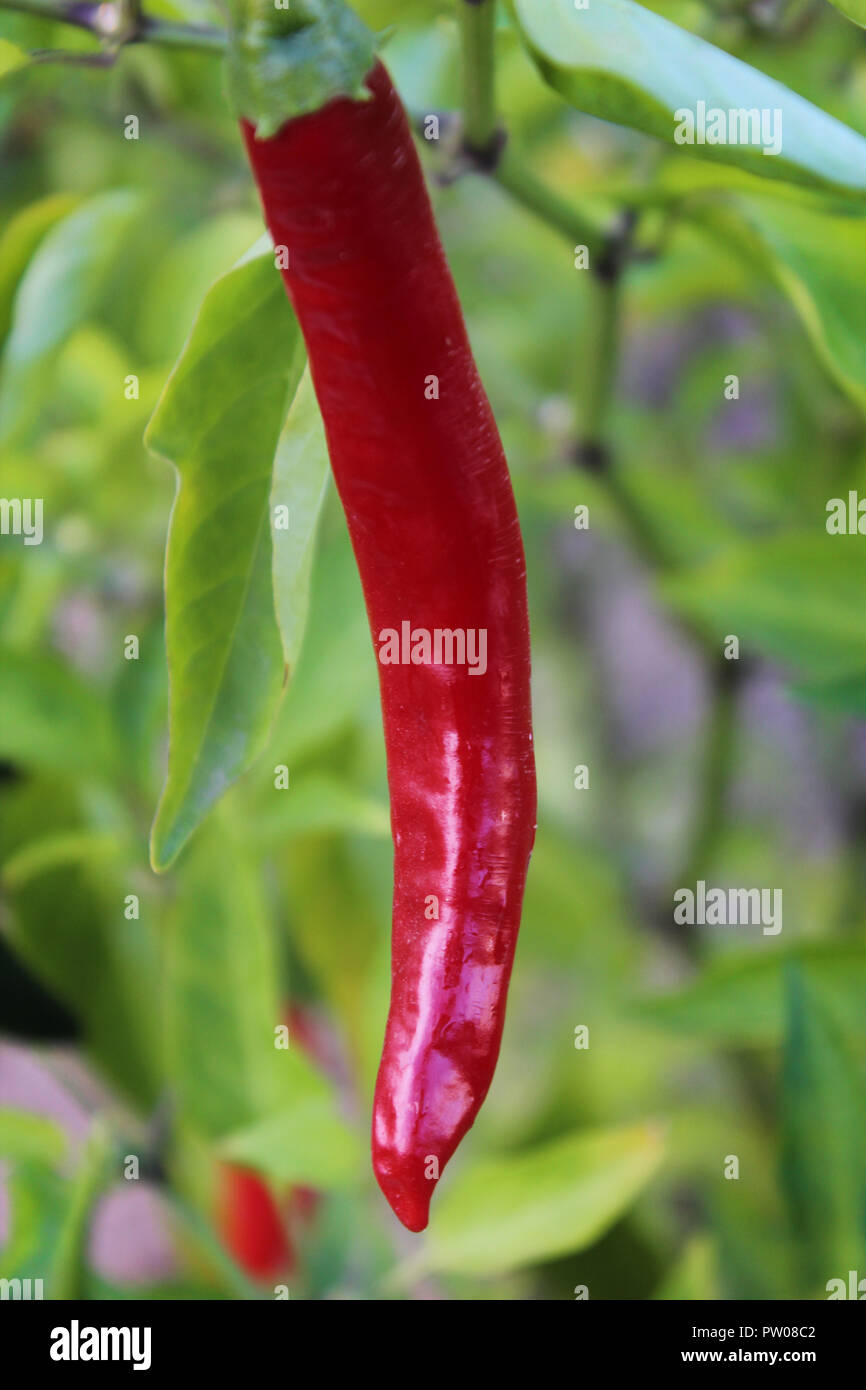 Red chilli pepper plant with flower growing in urban garden Stock Photo ...