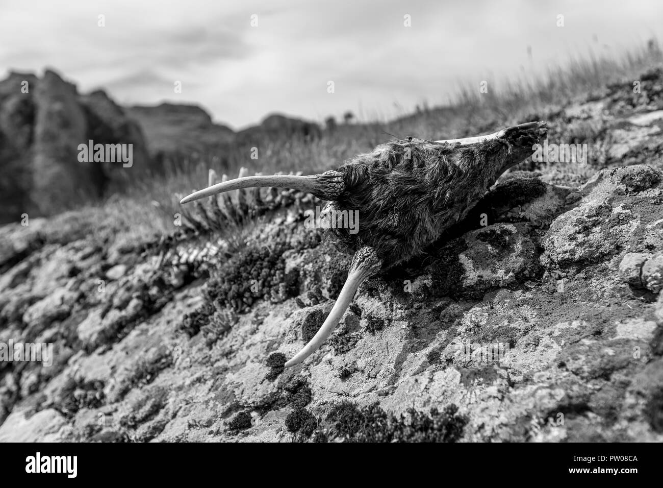 Sheep on horn head Black and White Stock Photos & Images - Alamy