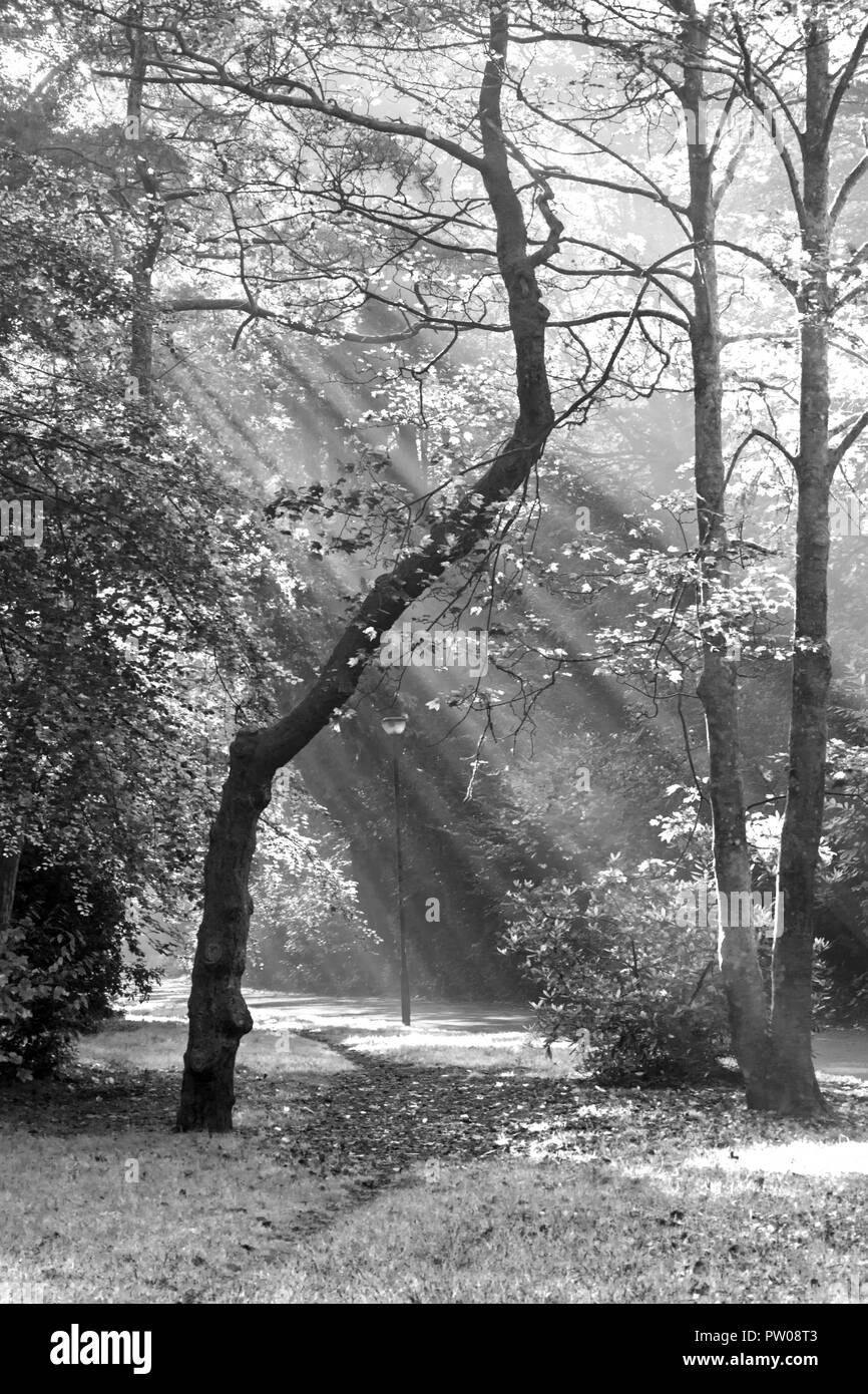 Infrared rays hi-res stock photography and images - Alamy