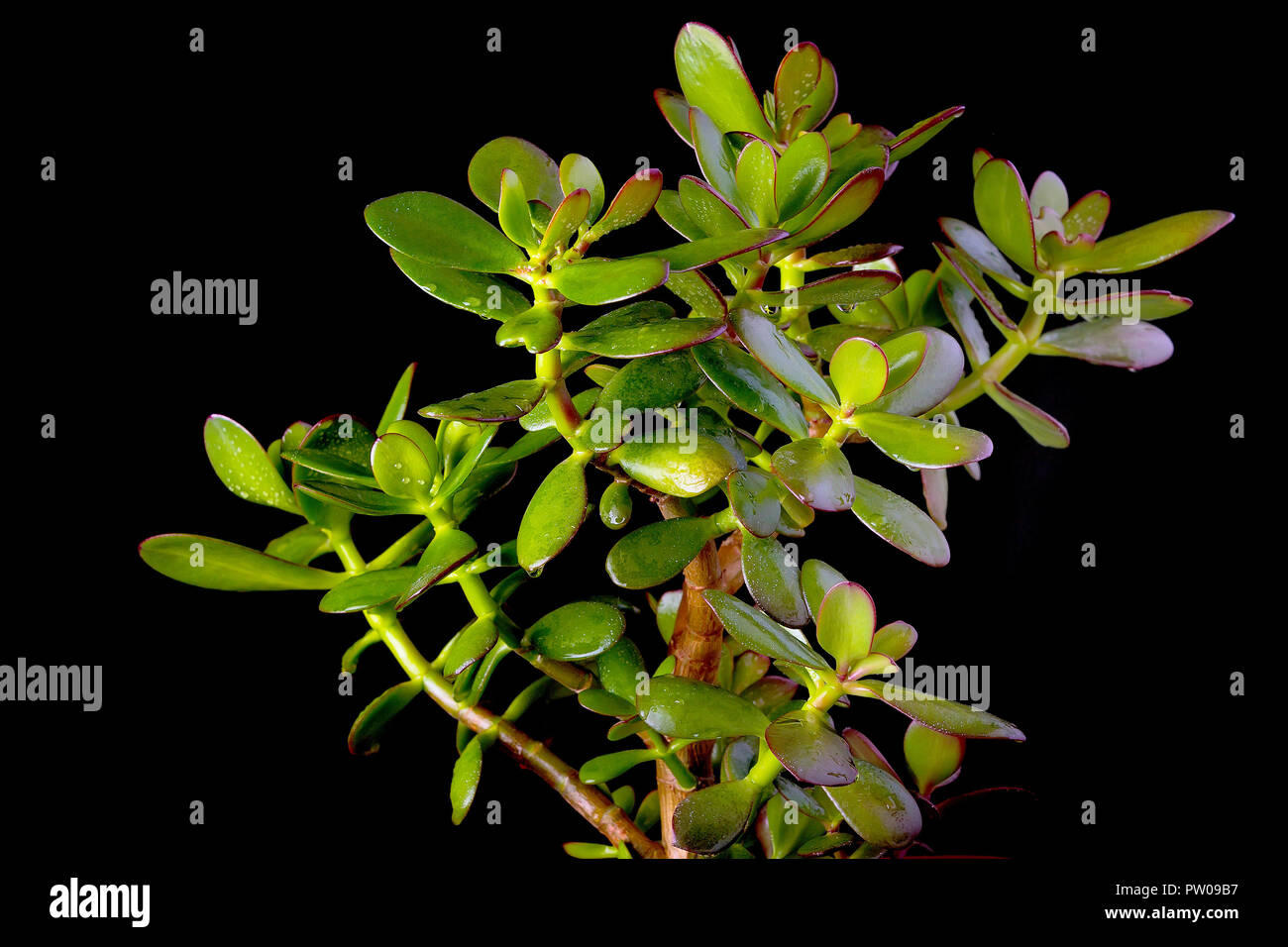Dollar plant crassula hi-res stock photography and images - Alamy