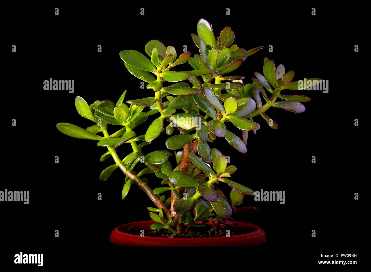 Crassula ovata or money tree succulent plant in flower pot close up on ...