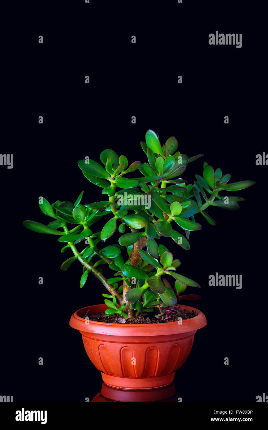Crassula ovata or money tree succulent plant in flower pot close up on ...