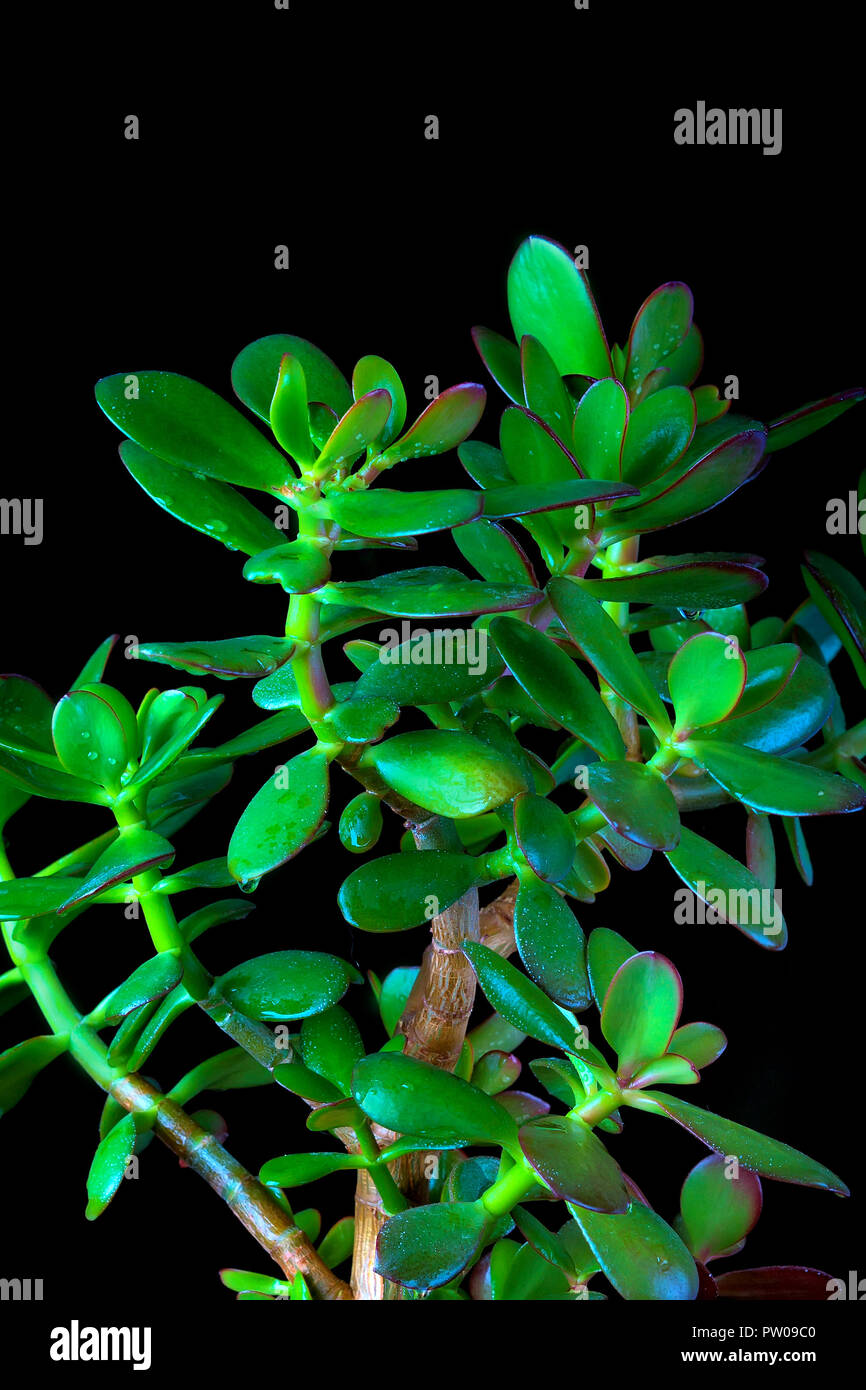 Dollar plant crassula hi-res stock photography and images - Alamy