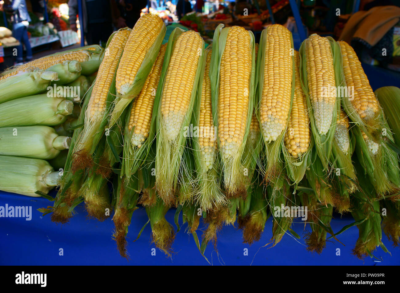 A pile of fresh sweet yellow corn on the market Stock Photo - Alamy