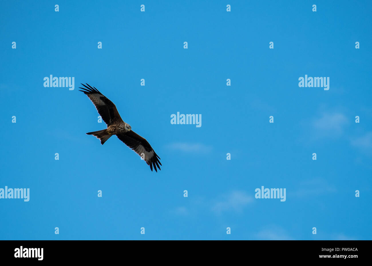 A female mallard launches an attack on a lake in Bracknell Stock Photo ...