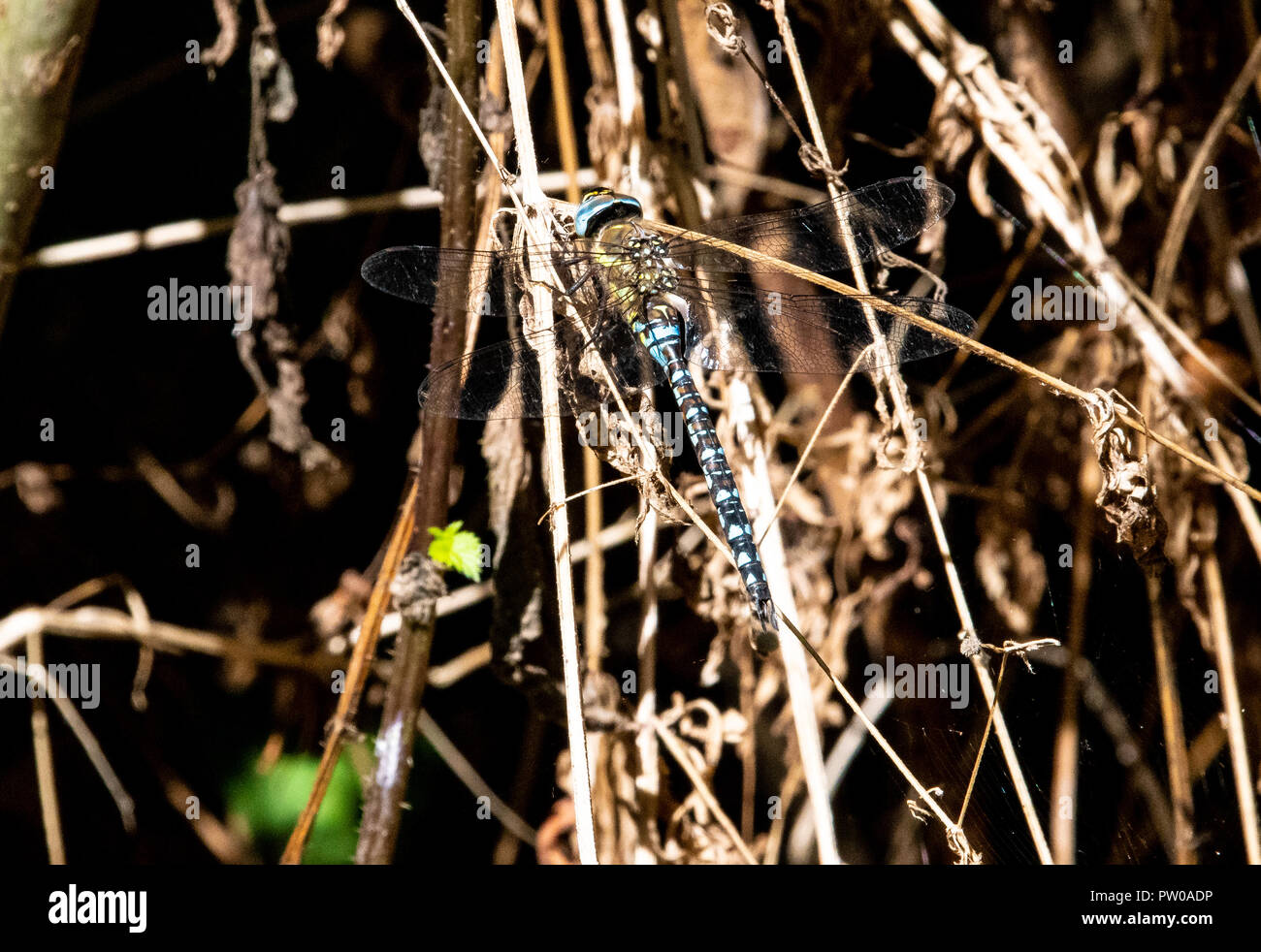 Common hawker sedge darner juncea hi-res stock photography and images ...