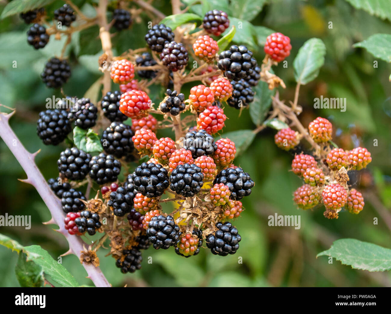 Bramble bush hi-res stock photography and images - Alamy