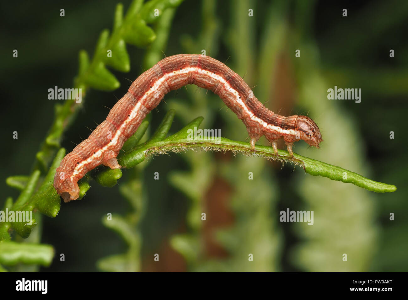 Brown silver line moth caterpillar hi-res stock photography and images ...