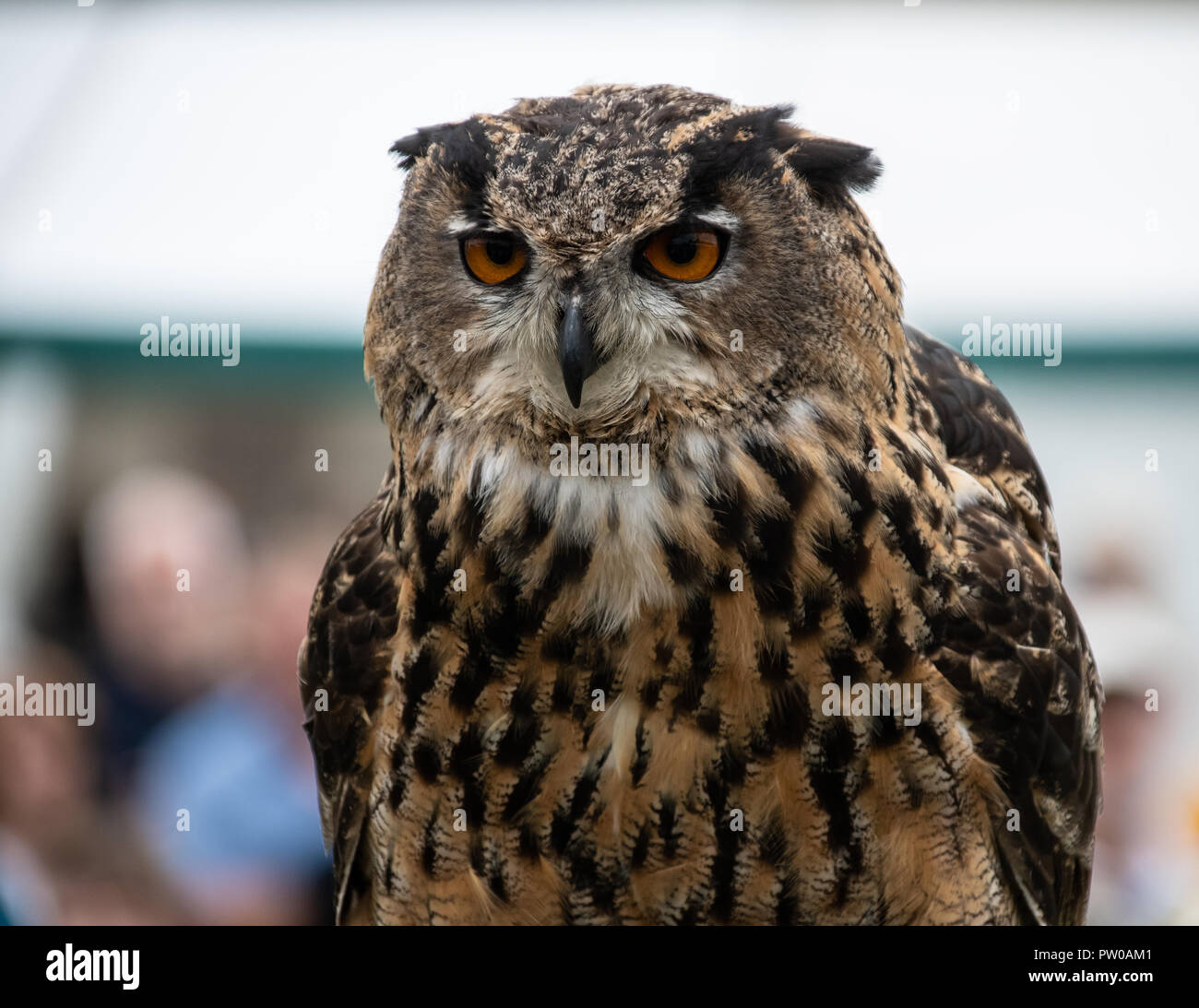 A Eurasian Eagle owl portrait during a falconry display at Henley ...