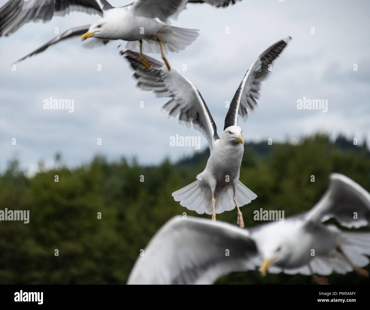 A Herring gull flying within a flock of Gulls Stock Photo - Alamy