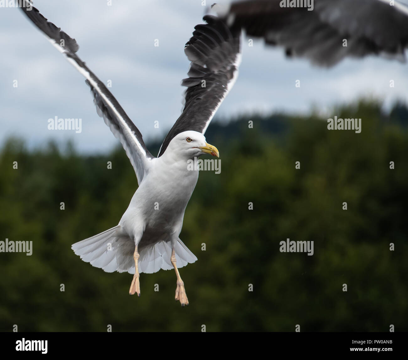 A Herring gull flying within a flock of Gulls Stock Photo - Alamy