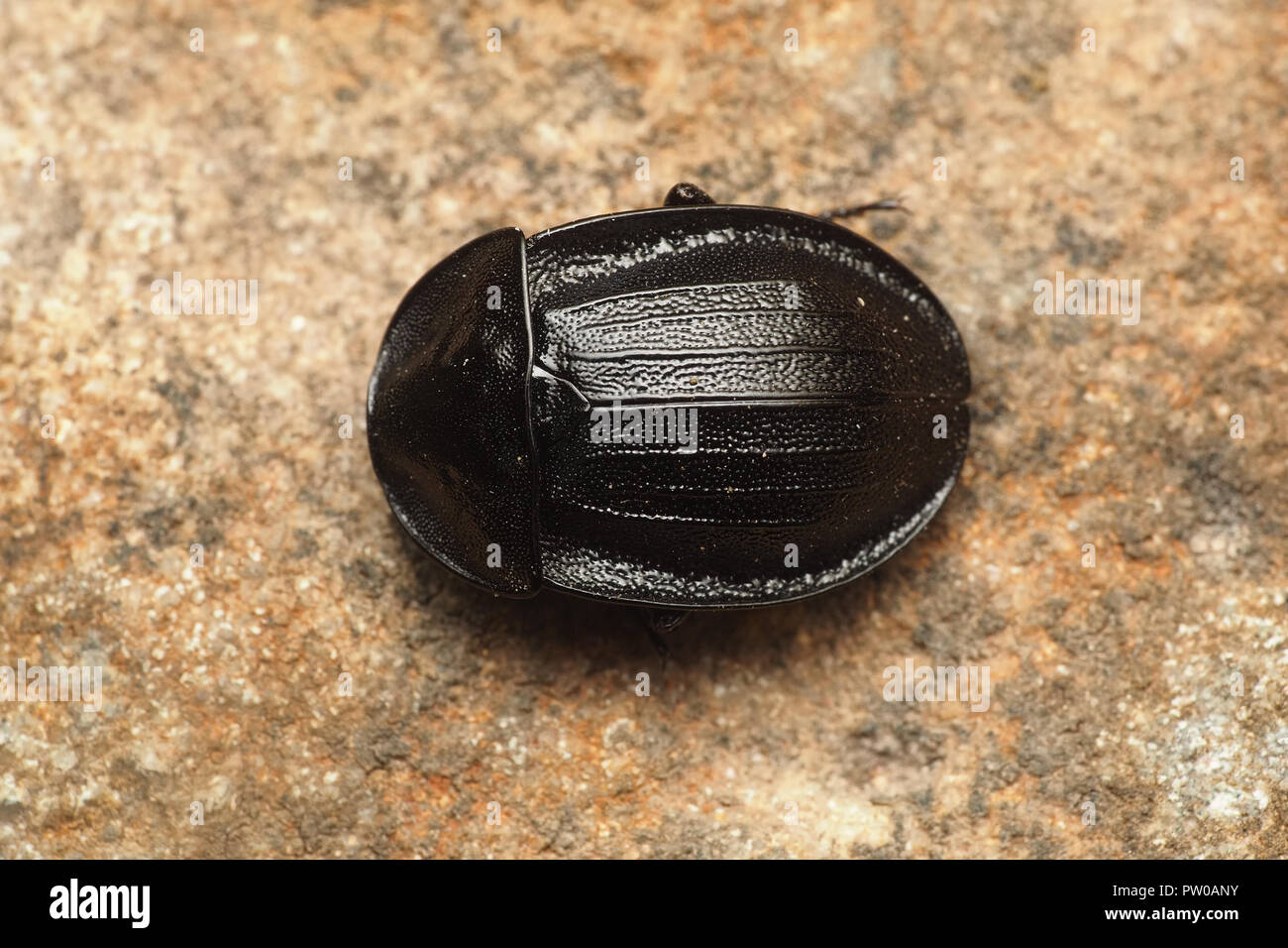 Dorsal view of Snail Beetle (Silpha atrata) at rest on the ground ...
