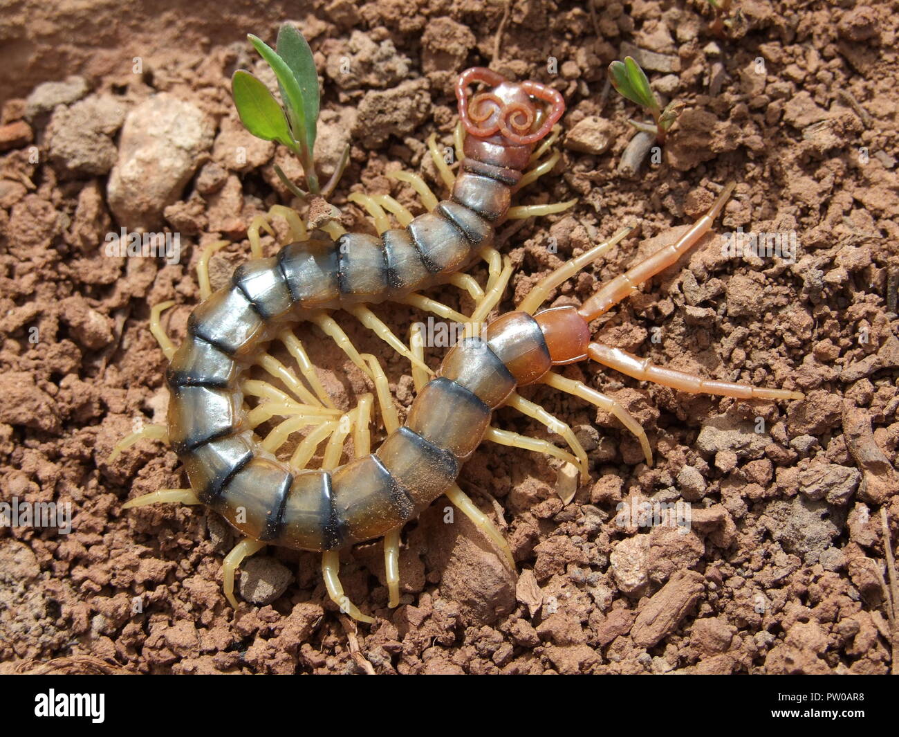 Giant Prehistoric Centipede