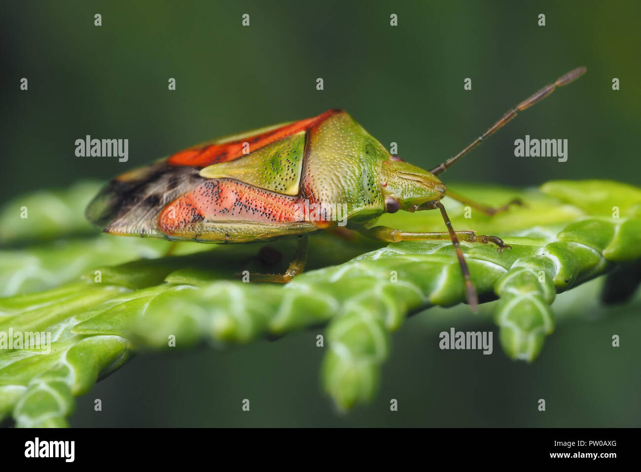 Juniper Shieldbug (Cyphostethus tristriatus) at rest on Lawson's ...