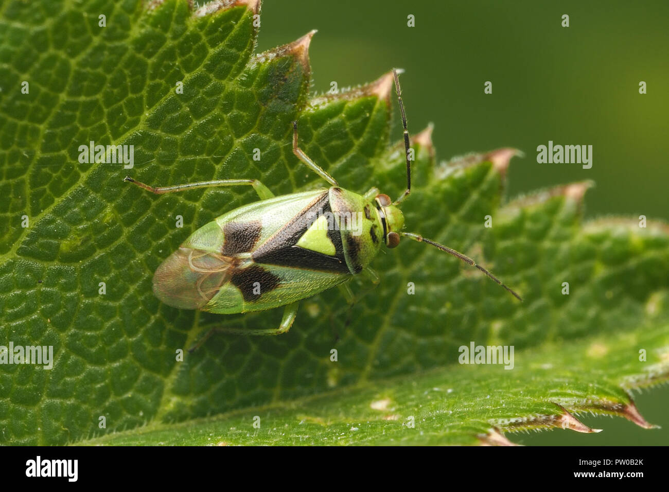 Orthops campestris hi-res stock photography and images - Alamy