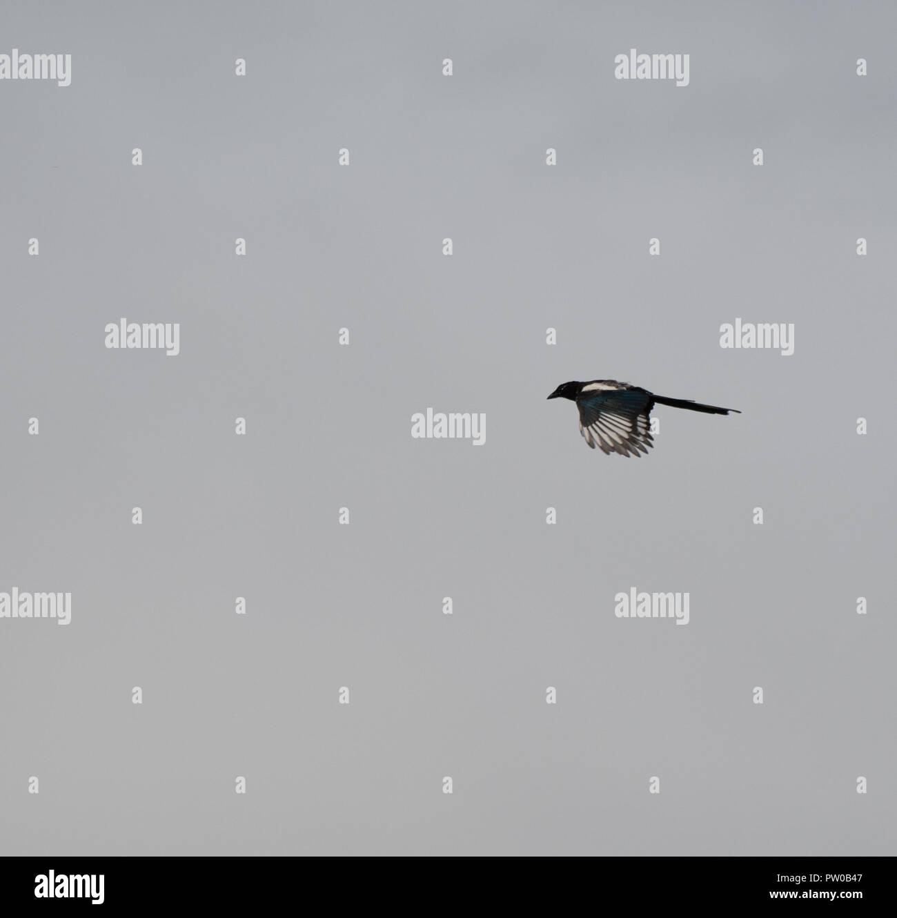 Eurasian magpie flying hi-res stock photography and images - Alamy