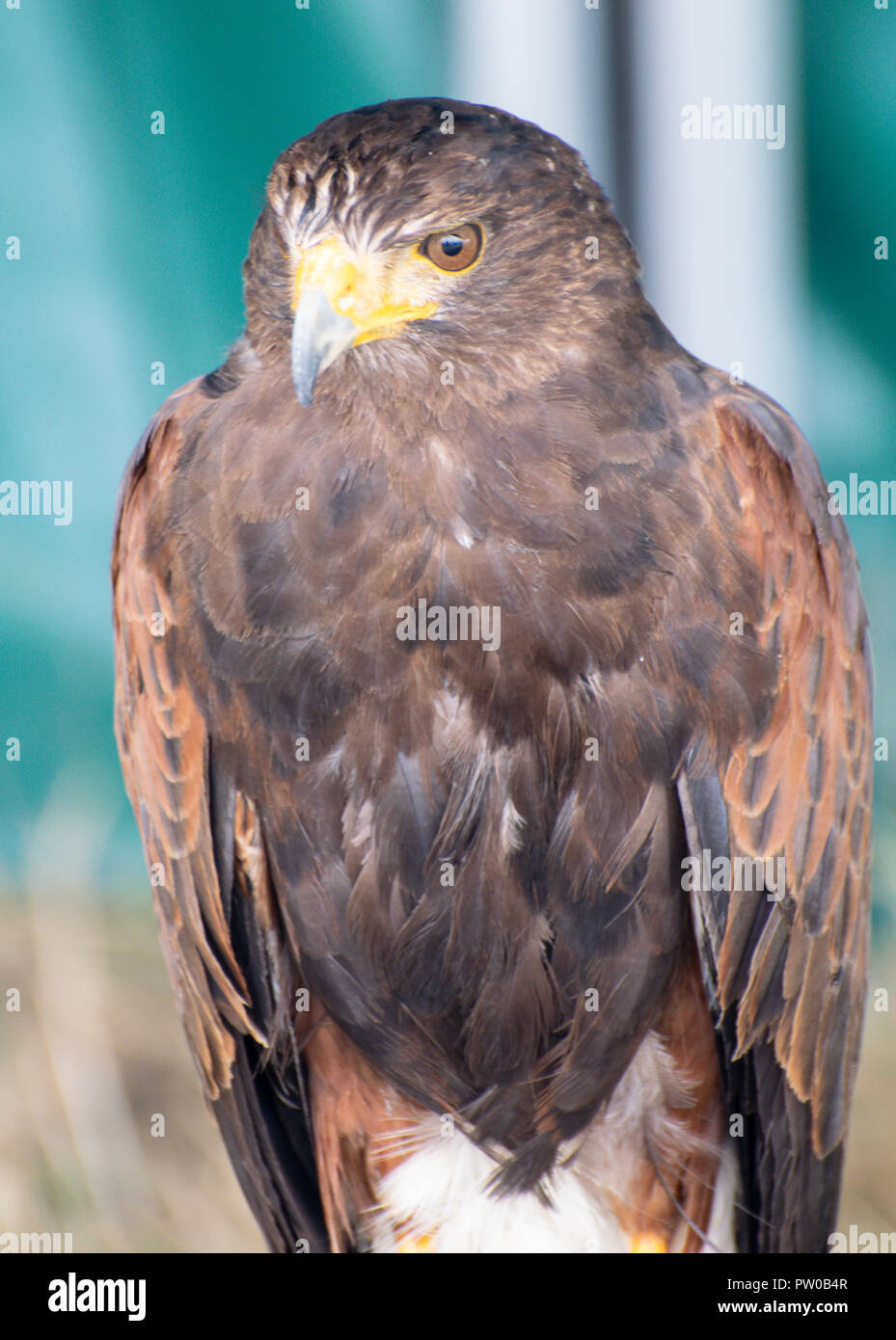 A portrait of a Harris Hawk bird of prey Stock Photo - Alamy
