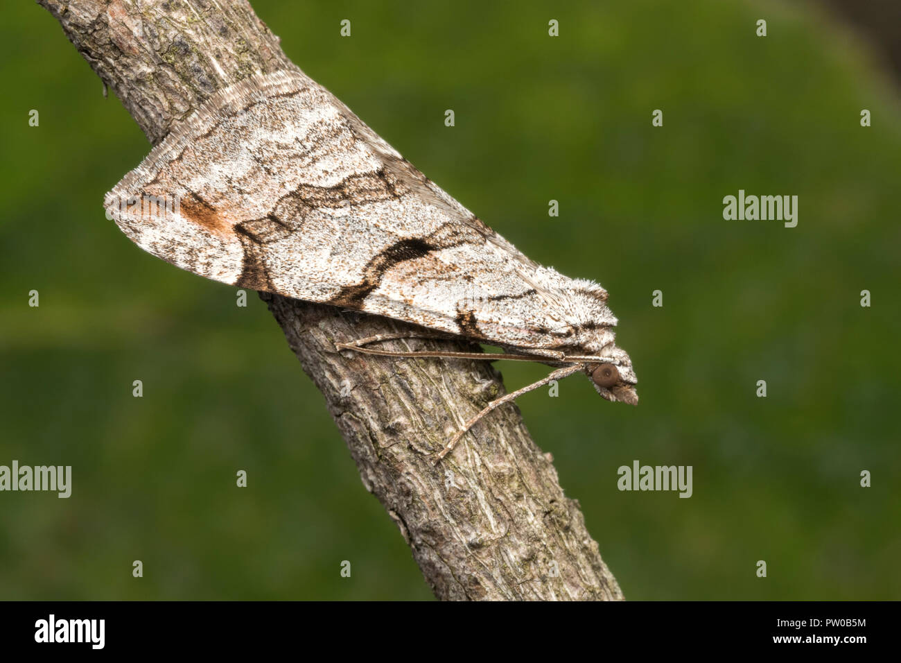 Treble-bar moth (Aplocera plagiata) perched on tree branch. Tipperary ...