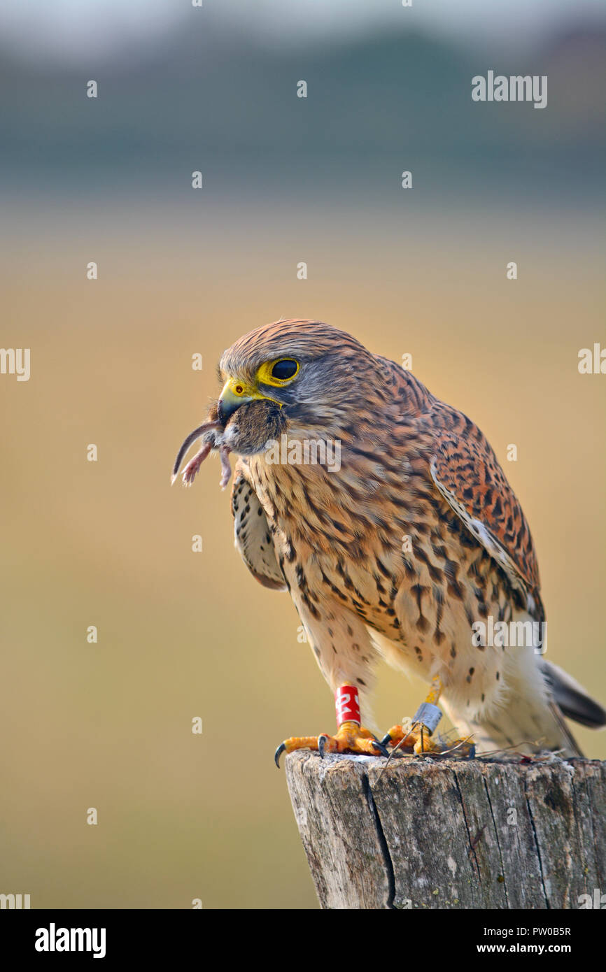Closeup of a kestrel eating a mouse, seen in Tempelhof, Berlin, Germany ...