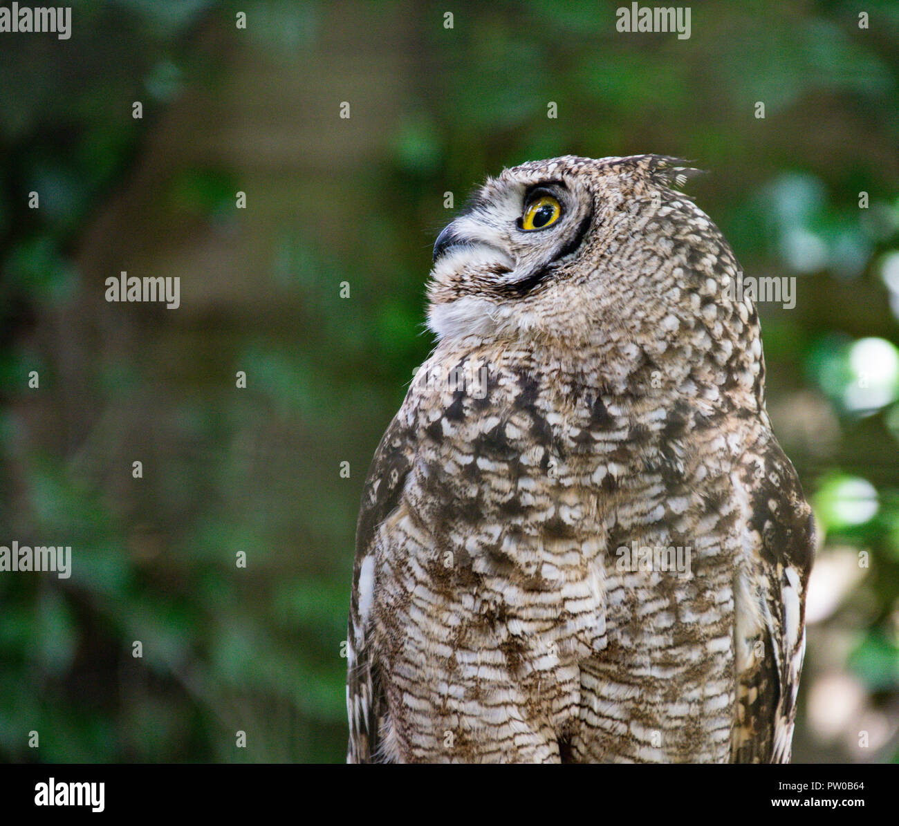 A portrait of an African Spotted Eagle Owl Stock Photo - Alamy