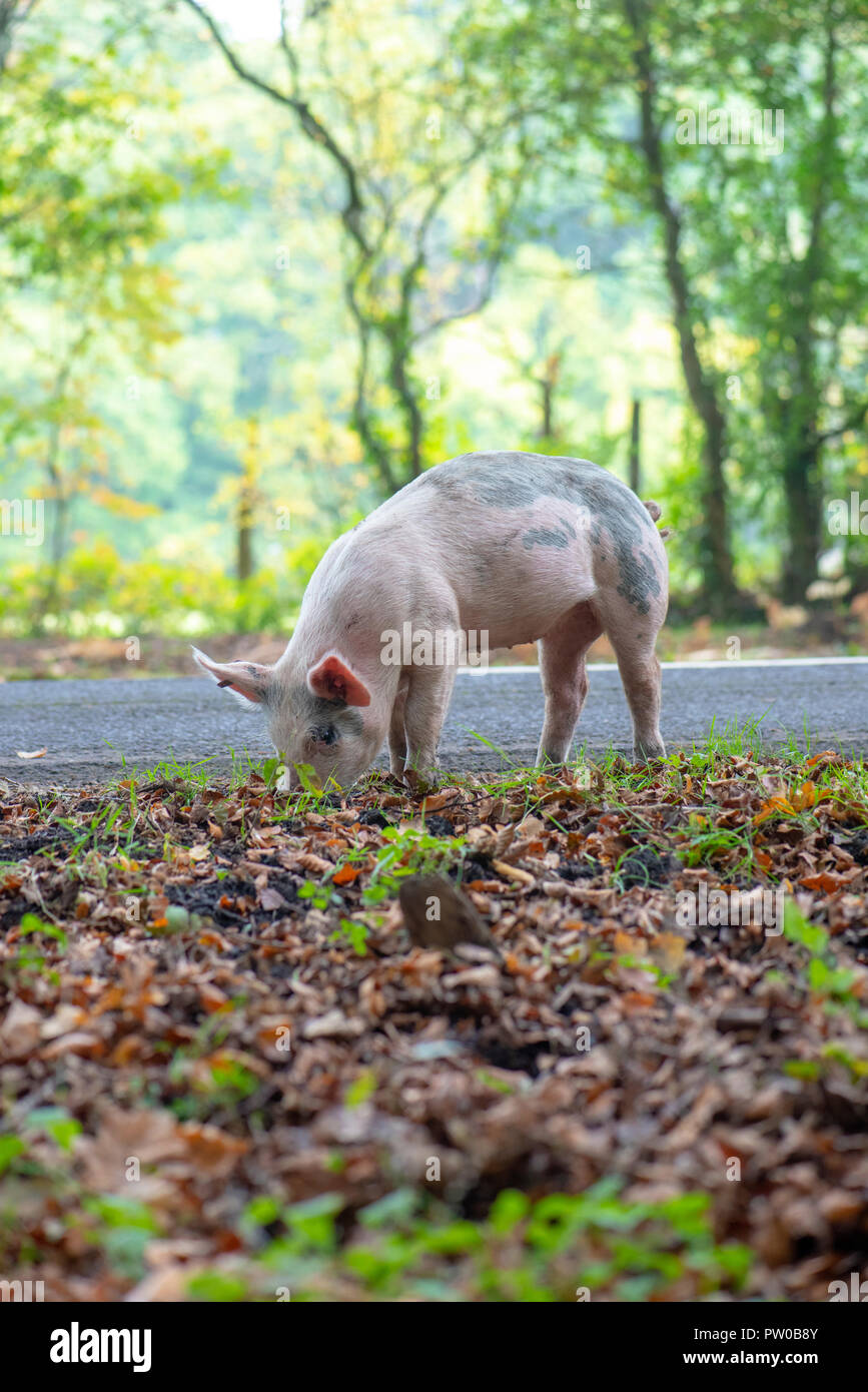 New forest pigs ponies hi-res stock photography and images - Alamy