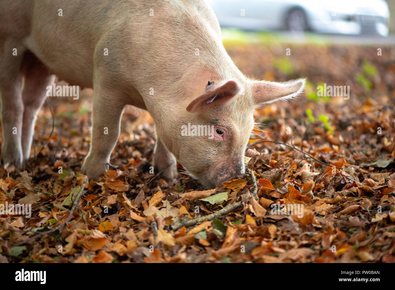 New forest pigs hi-res stock photography and images - Alamy