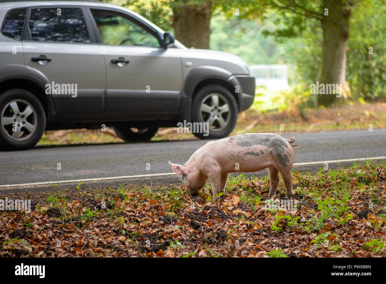 New forest pigs ponies hi-res stock photography and images - Alamy