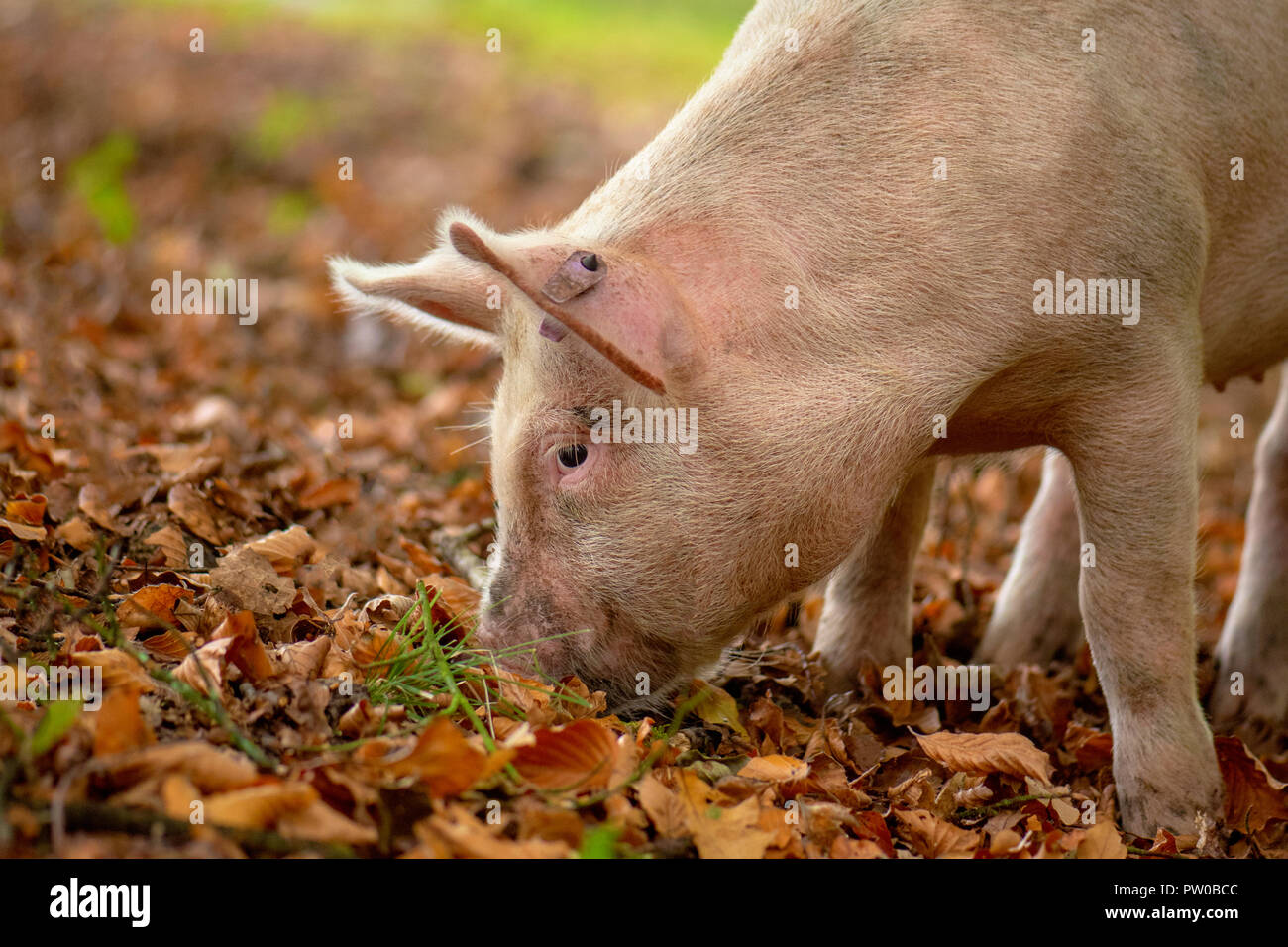 Pigs released into the New Forest National park to eat Acorns which are ...