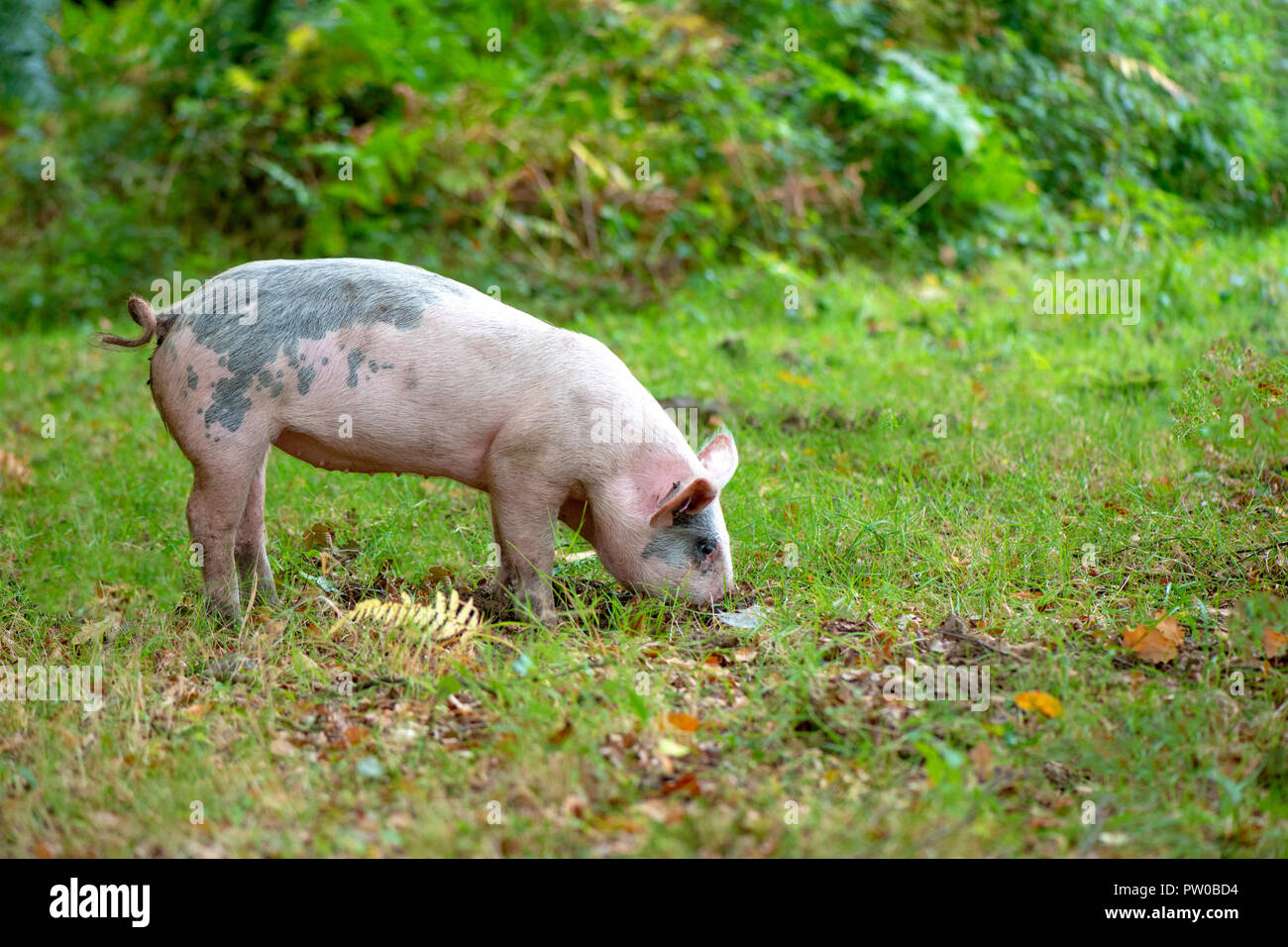 New forest pigs pannage hi-res stock photography and images - Alamy