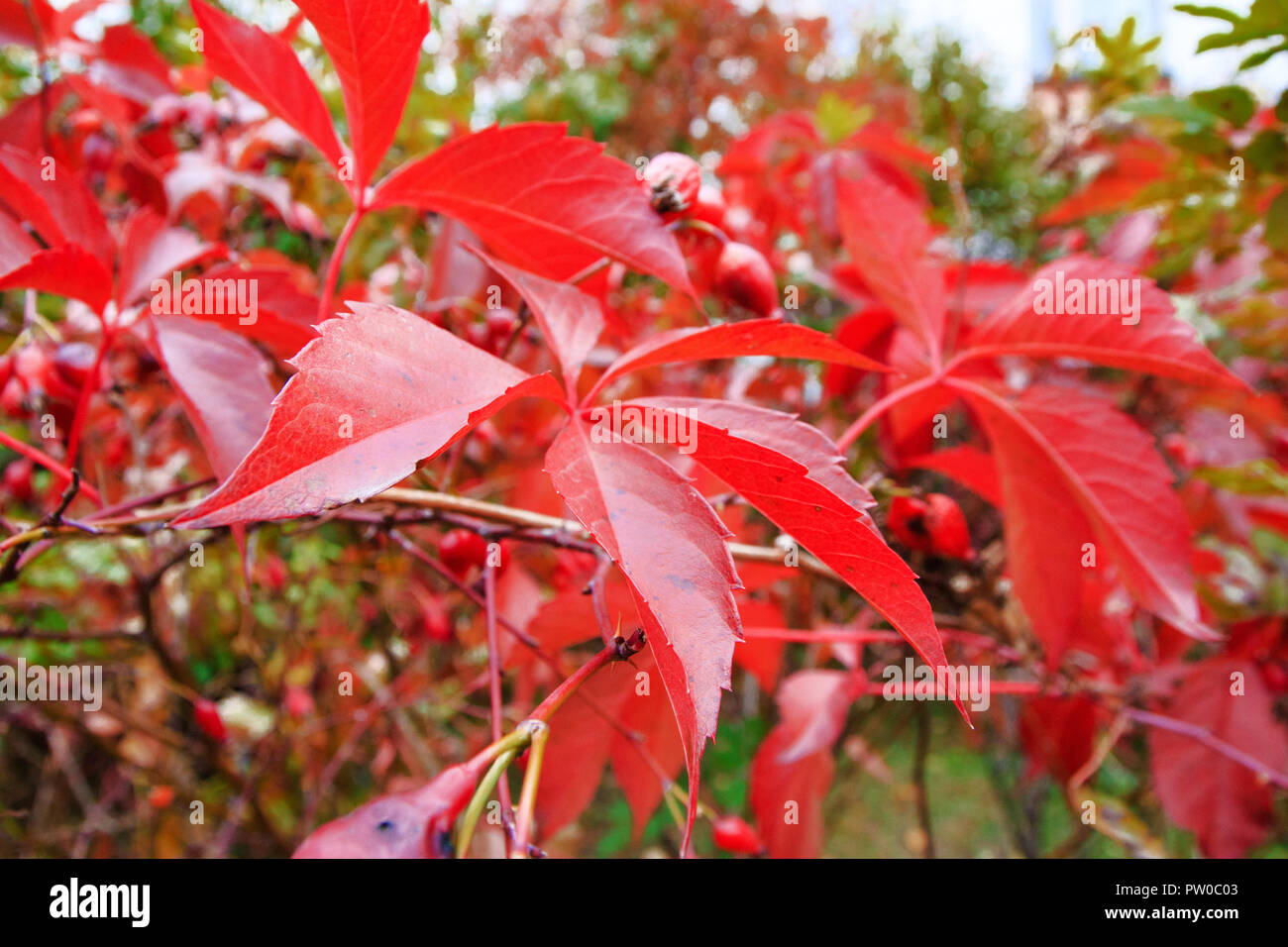 bright red leaves nature background. Climbing plant wall autumn ...