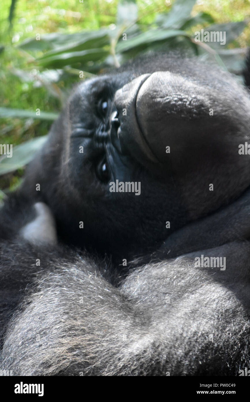 Adult Silverback Gorilla Looking Upset Stock Photo - Alamy