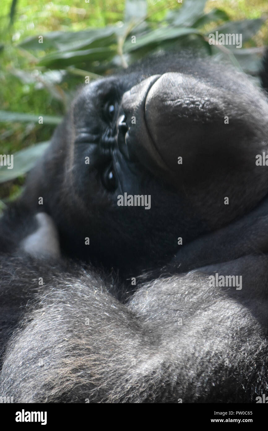 Angry Silverback Gorilla Fighting
