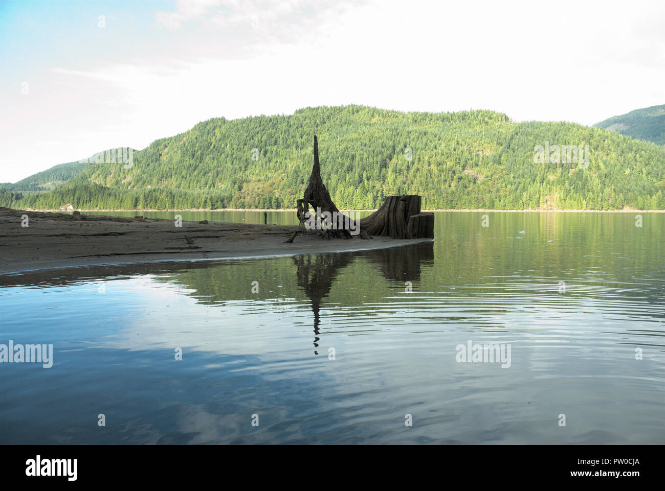 Stumps on the beach at low water at Stave Lake, Mission, British ...