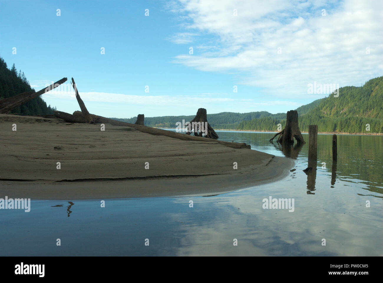 Stumps on the Beach at Low Water, Stave Lake, Mission, British Columbia ...