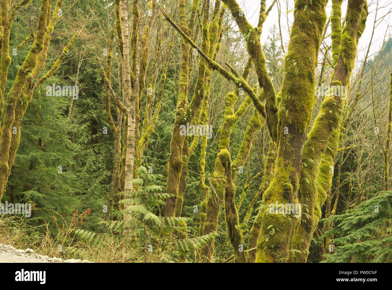 Temperate rain forest british columbia hi-res stock photography and ...