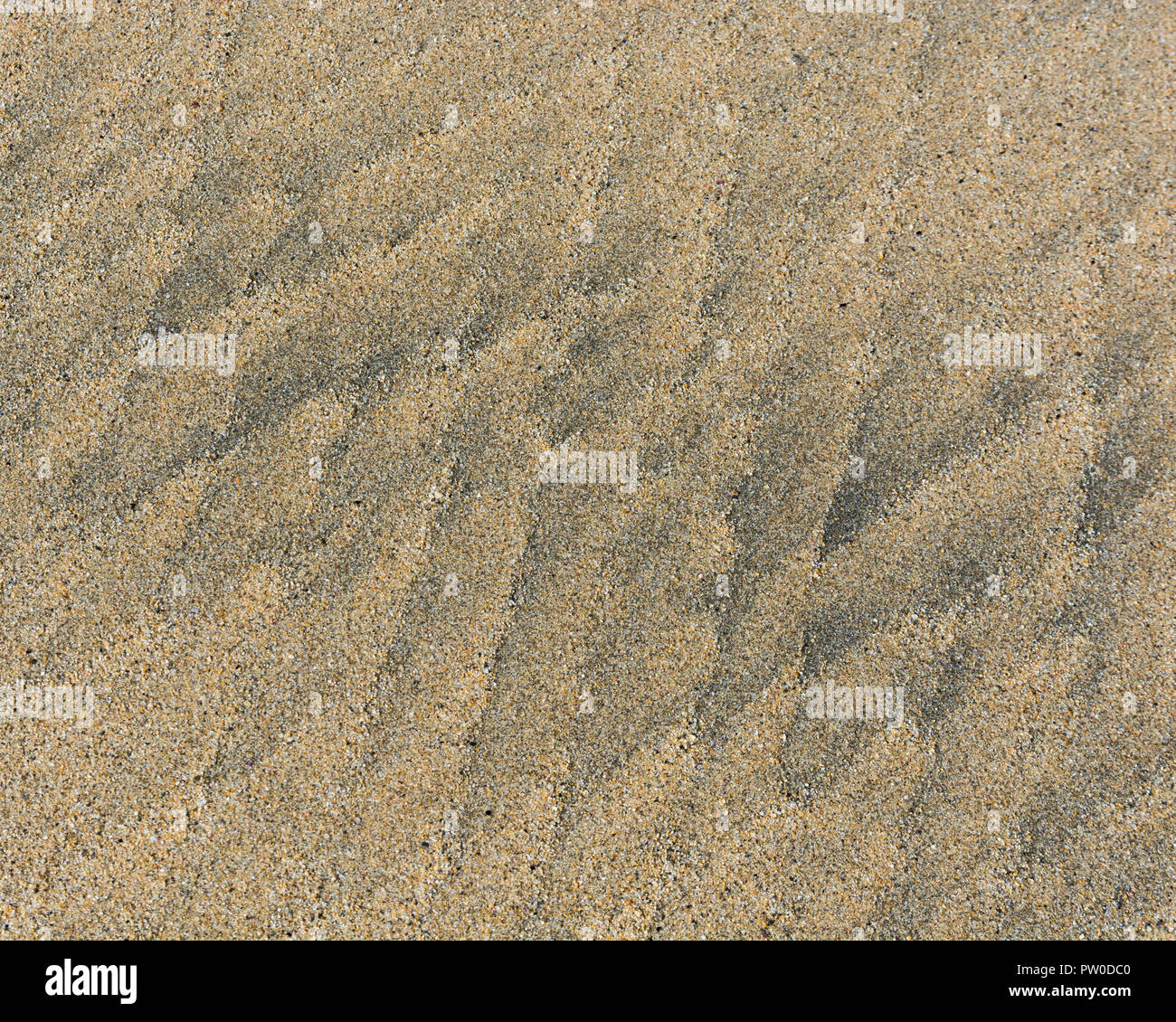 Low tide ripple marks / fluvial ridges in wet beach sand. Mars-like ...