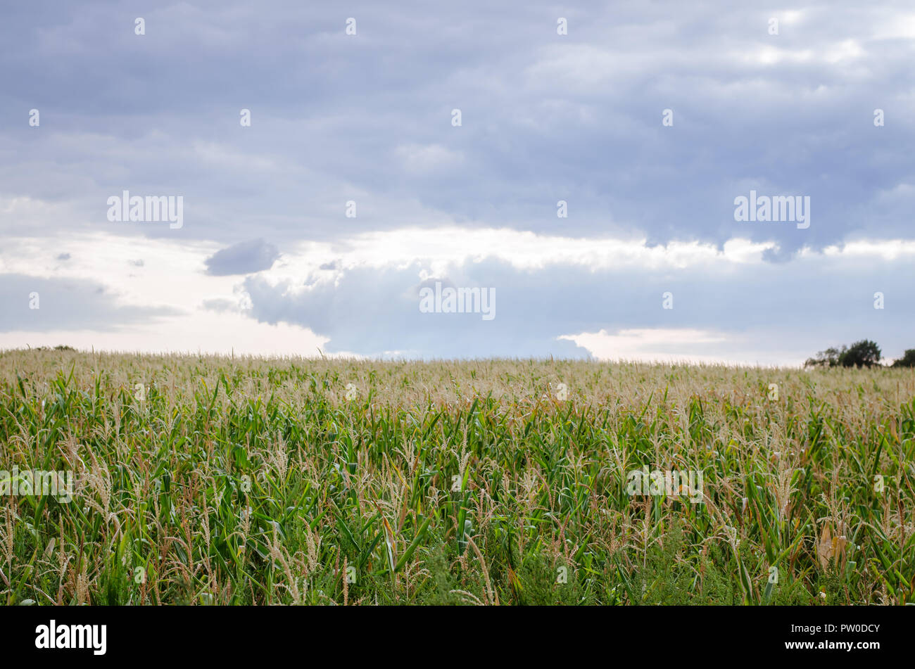 green corn field and blue sky landscape Stock Photo - Alamy